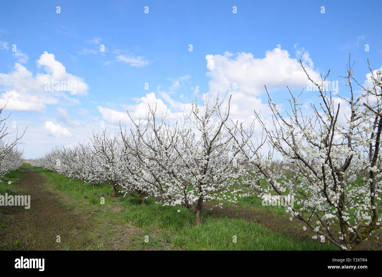 Flowering plum garden. Farm garden in spring Stock Photo - Alamy