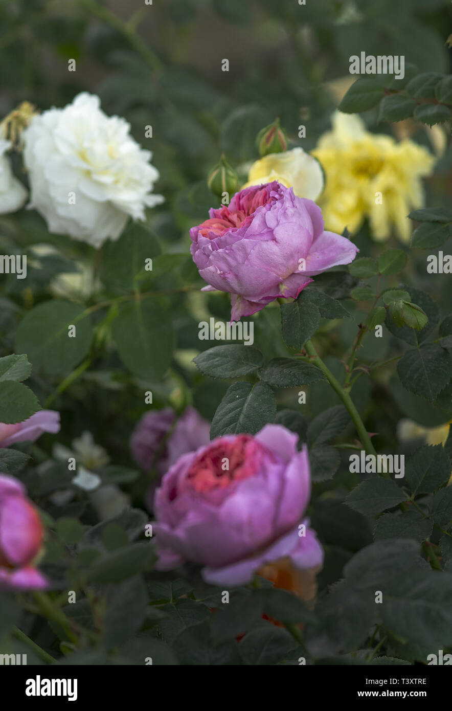 Two toned rose hi-res stock photography and images - Alamy