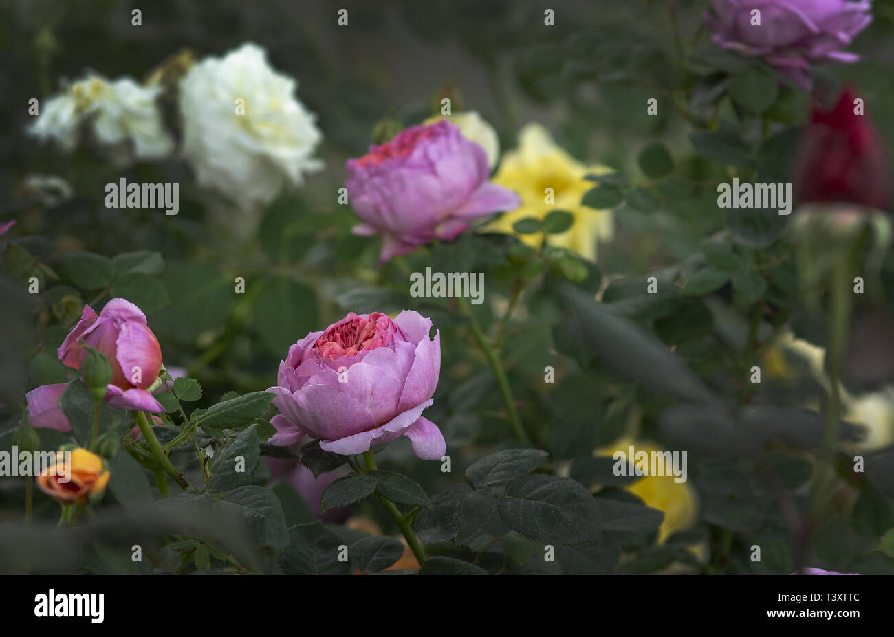 Two toned rose hi-res stock photography and images - Alamy