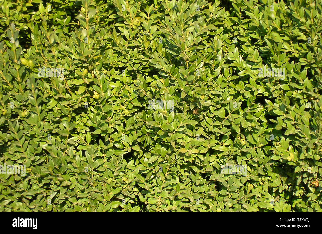 green box hedge background with green leaves Stock Photo - Alamy