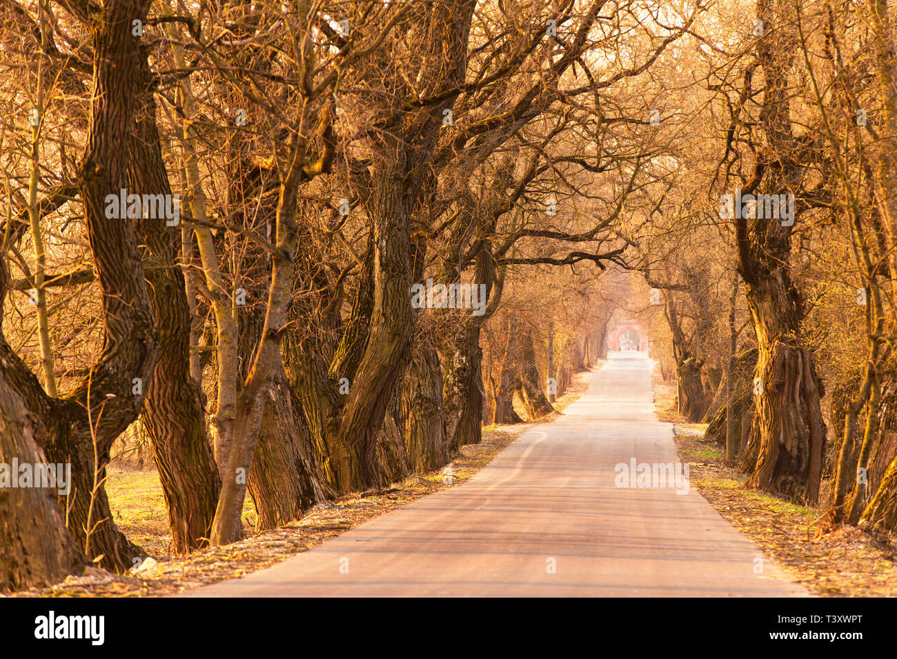 Poplar alley in spring. Majestic tree alley with old trees. Road ...
