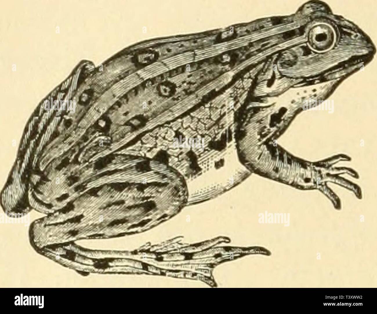 Lurch vintage hi-res stock photography and images - Alamy