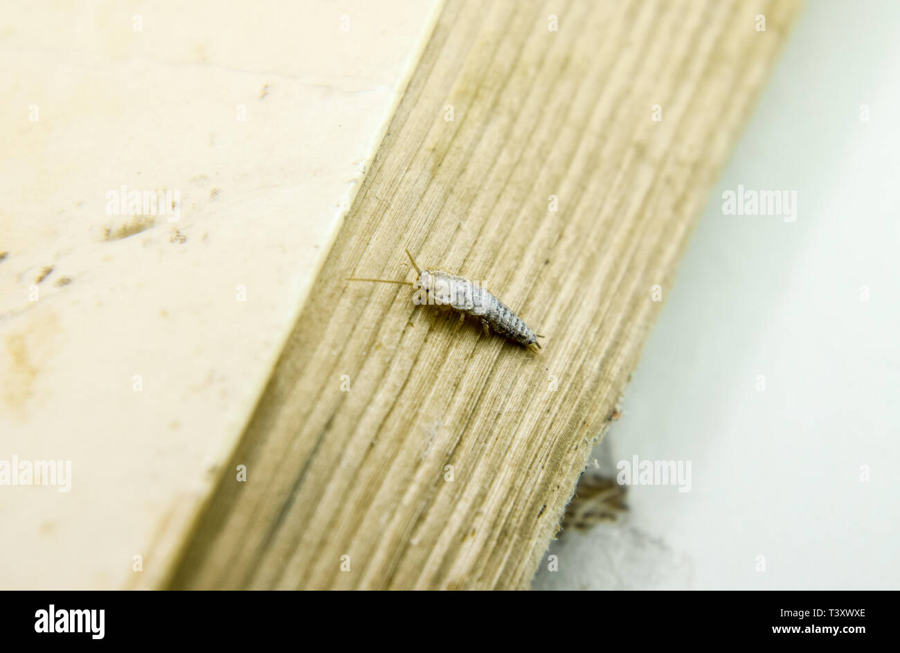 Insect feeding on paper - silverfish. Pest books and newspapers Stock ...