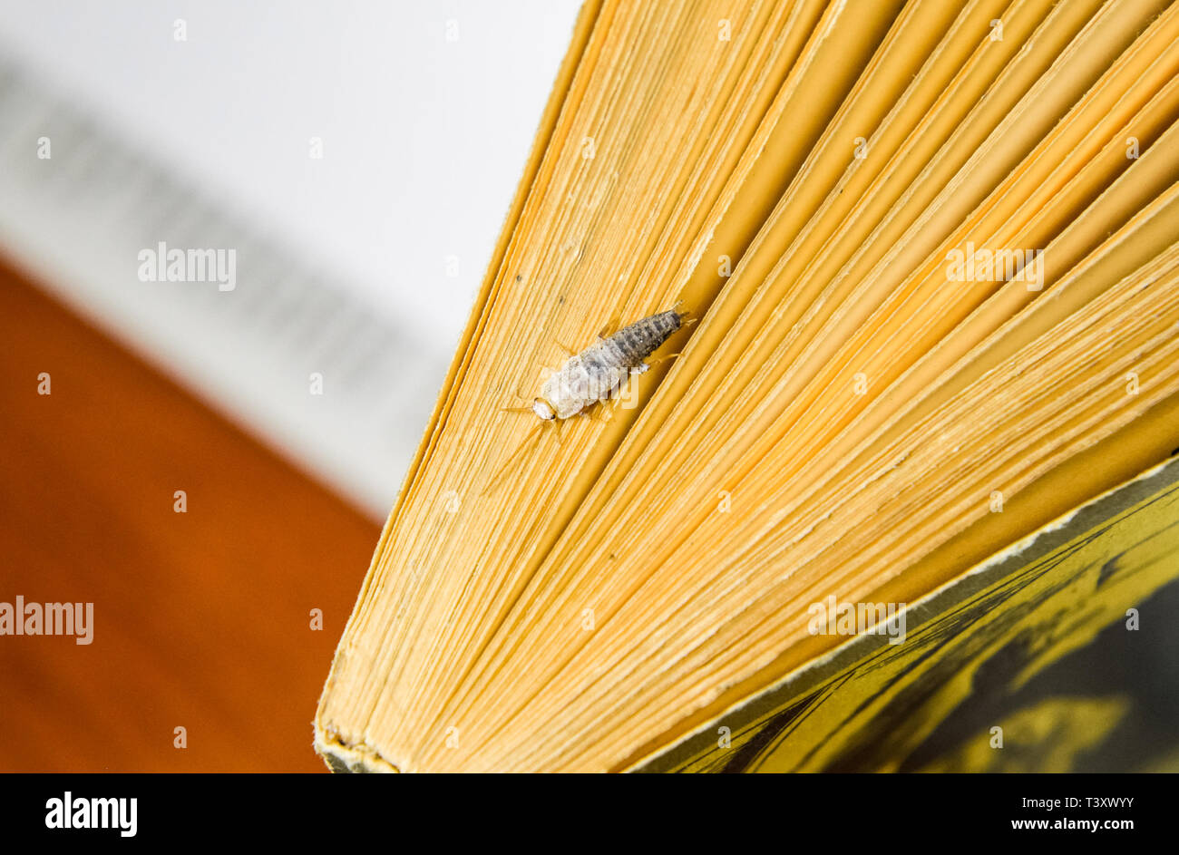 Insect feeding on paper - silverfish. Pest books and newspapers Stock ...