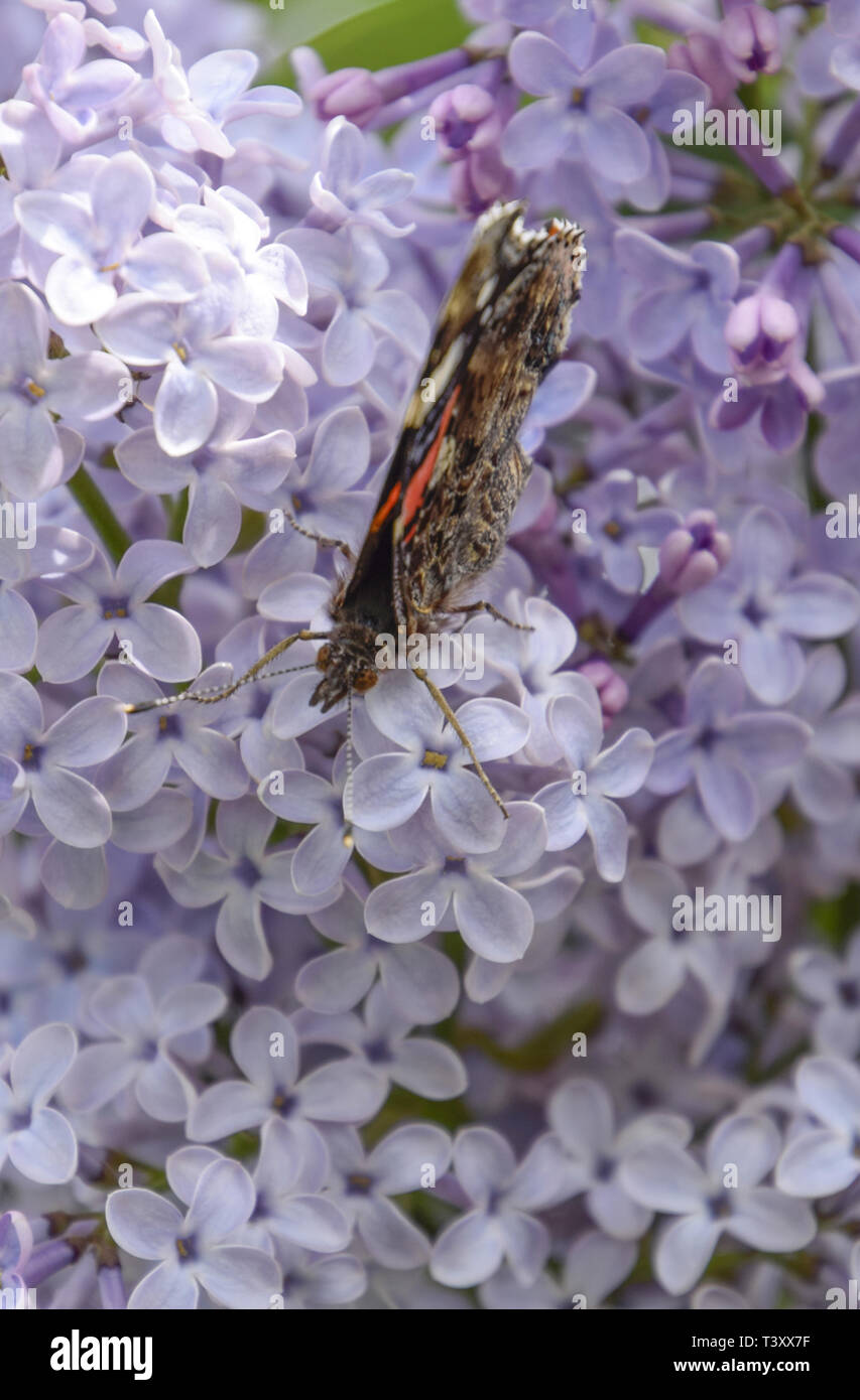 Lilac flowers on the branches of a butterfly admiral. Insect ...