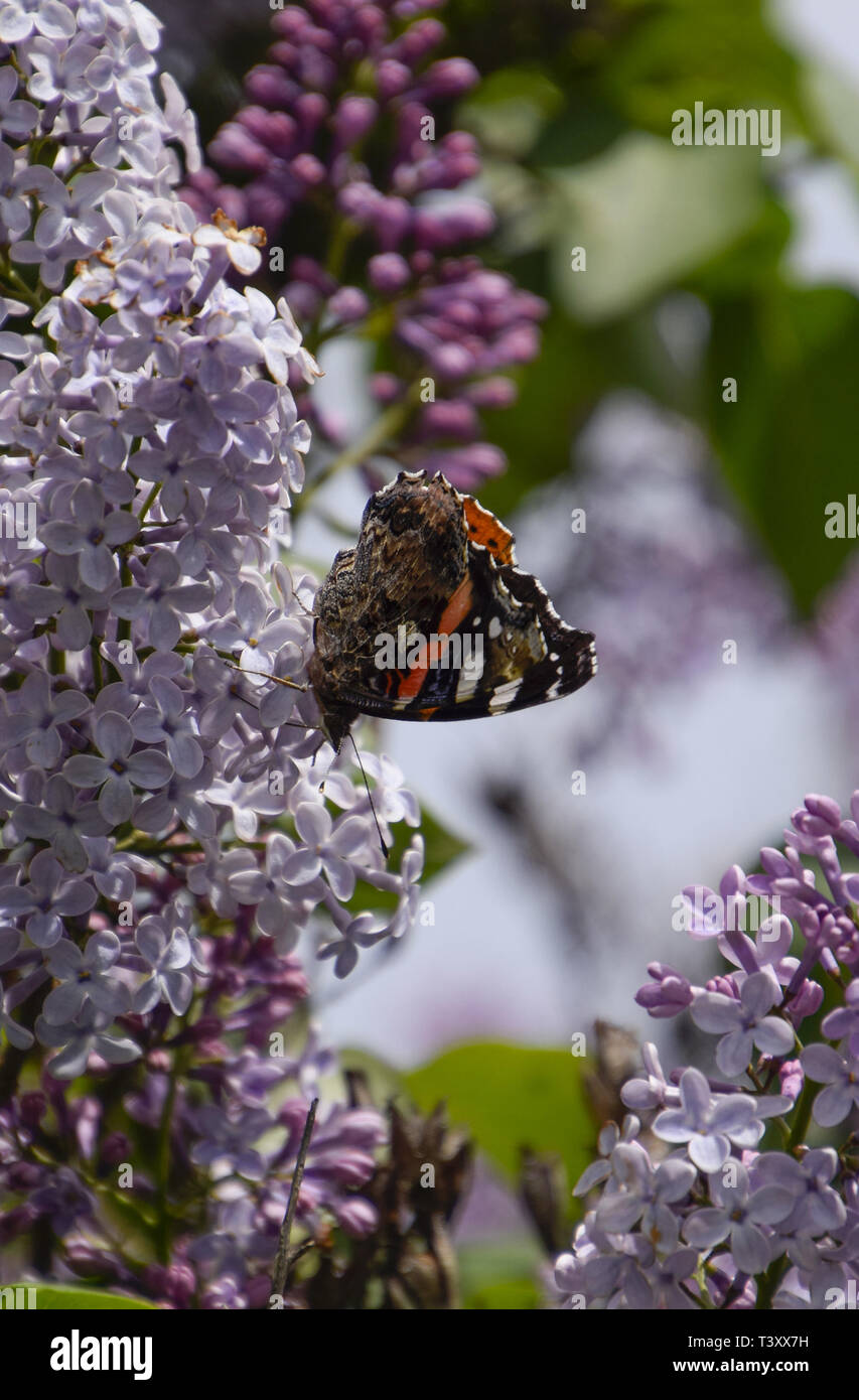 Lilac flowers on the branches of a butterfly admiral. Insect ...