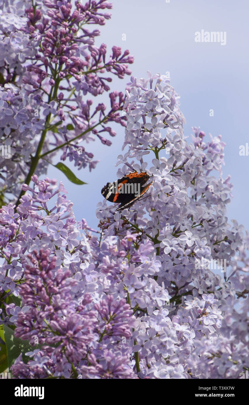 Lilac flowers on the branches of a butterfly admiral. Insect ...