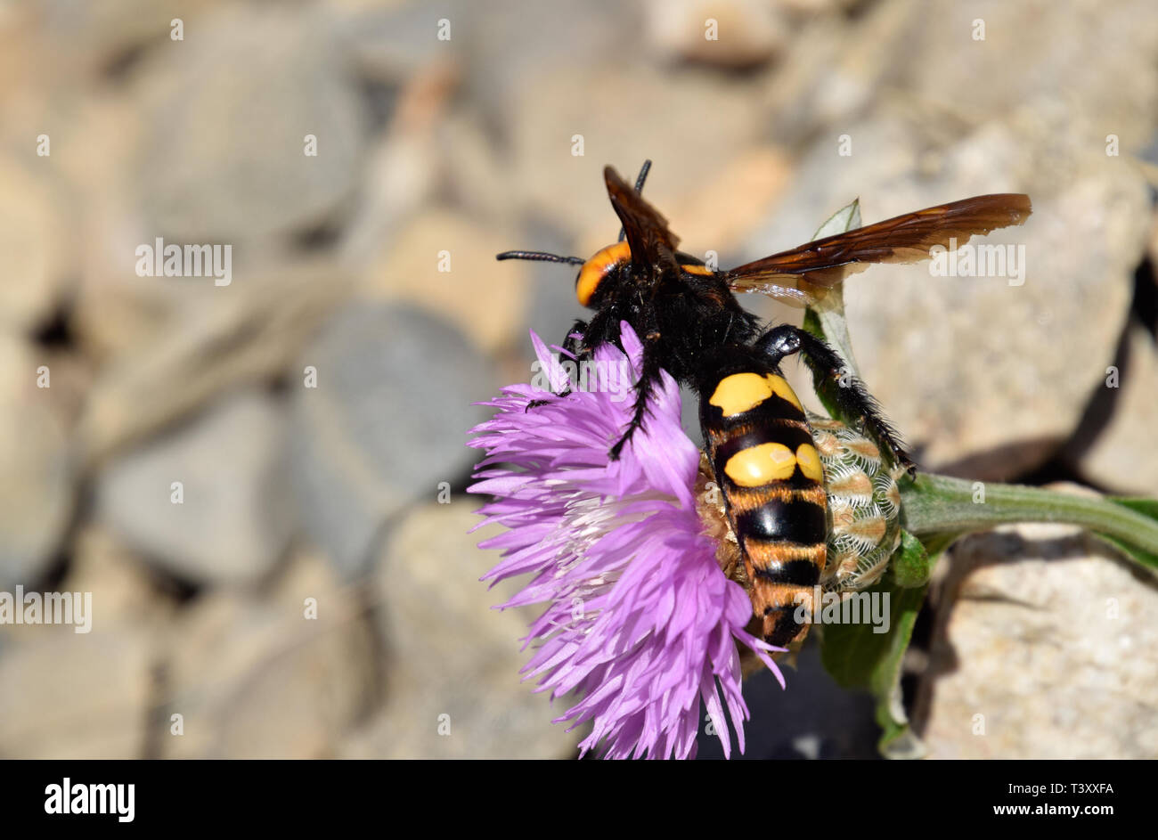 Megascolia maculata. The mammoth wasp. Scola giant wasp on a flower ...