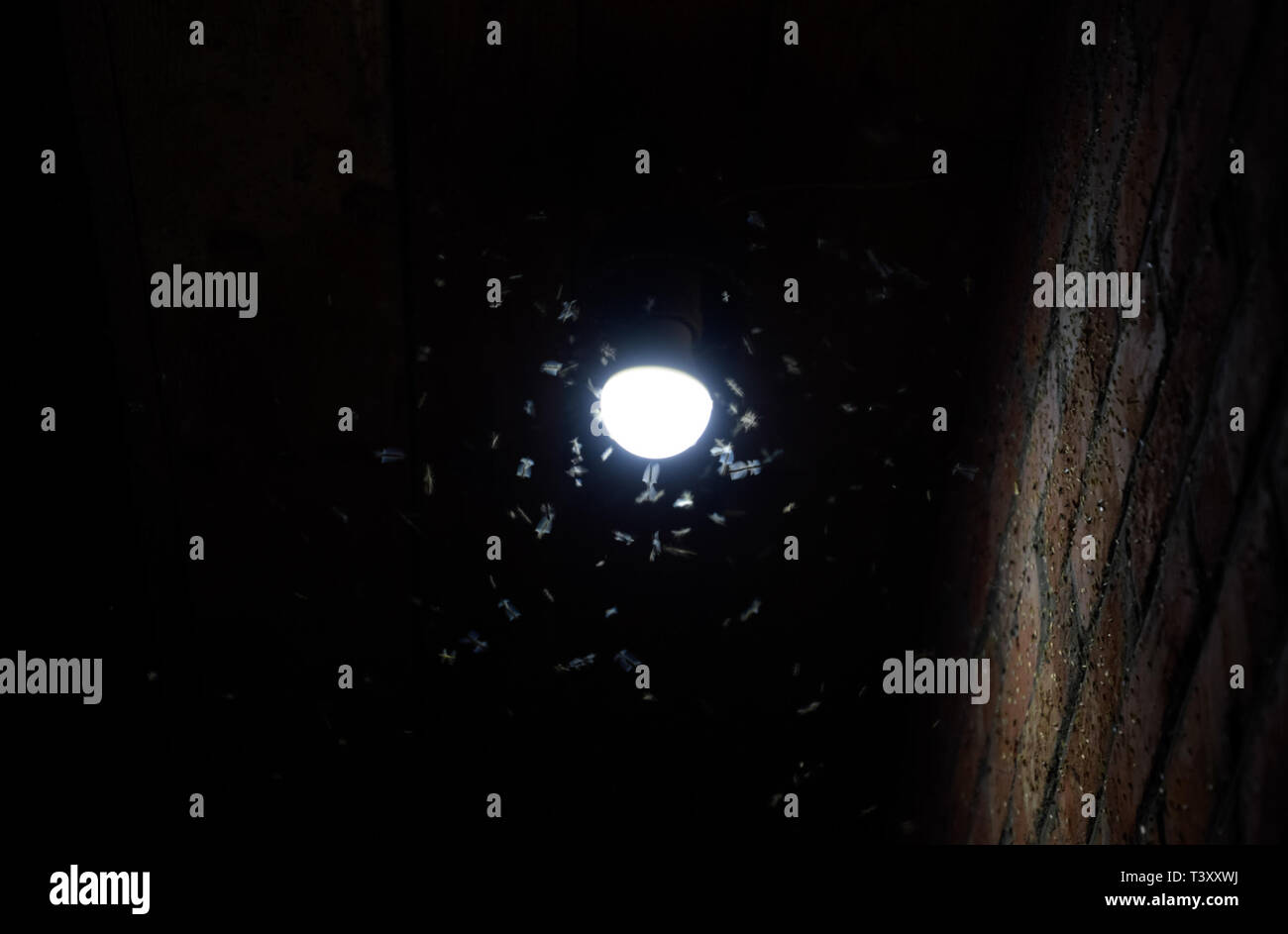 Night insects at a bulb. Attraction of insects light Stock Photo - Alamy