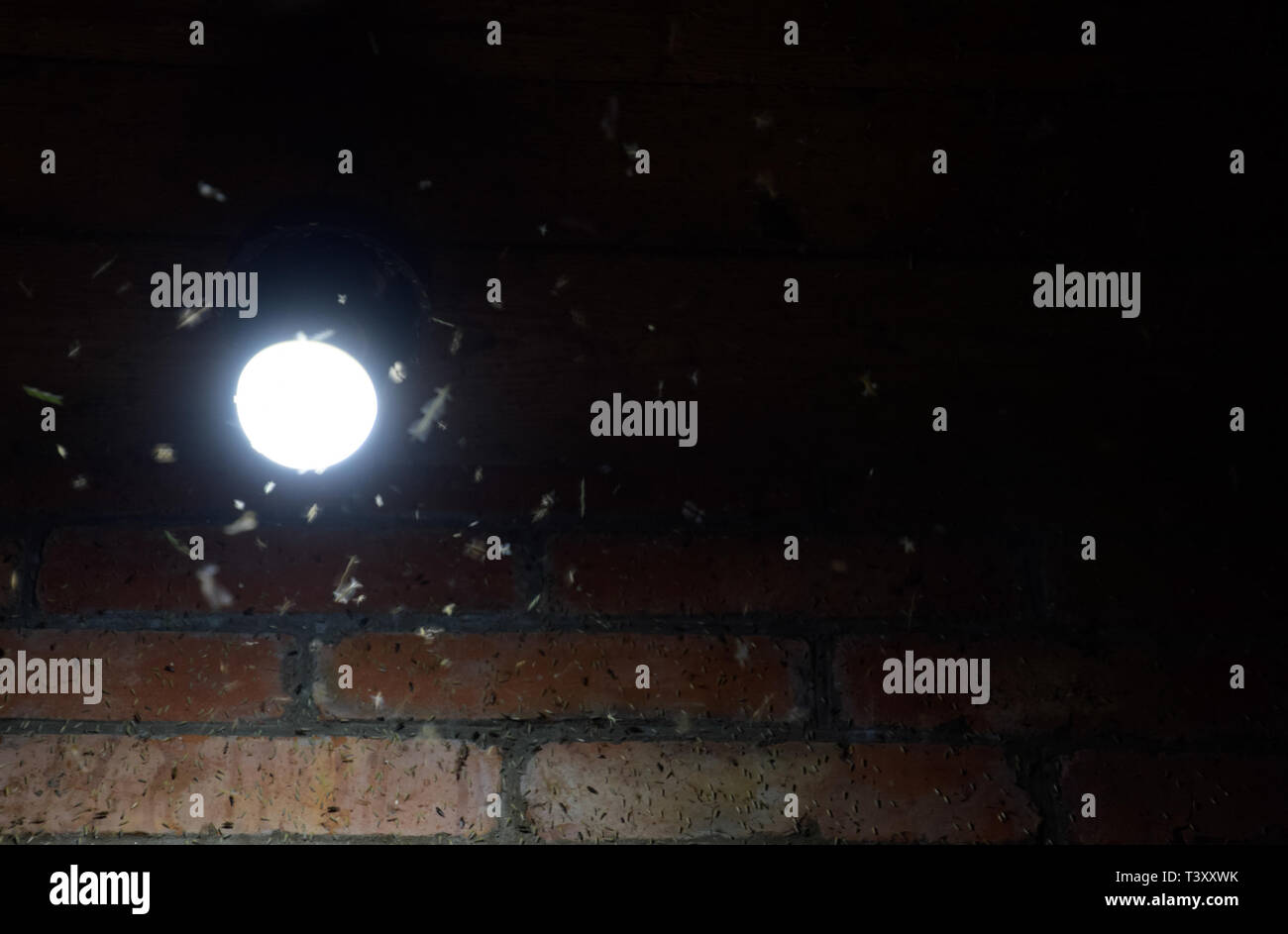 Street lamp and insects hi-res stock photography and images - Alamy