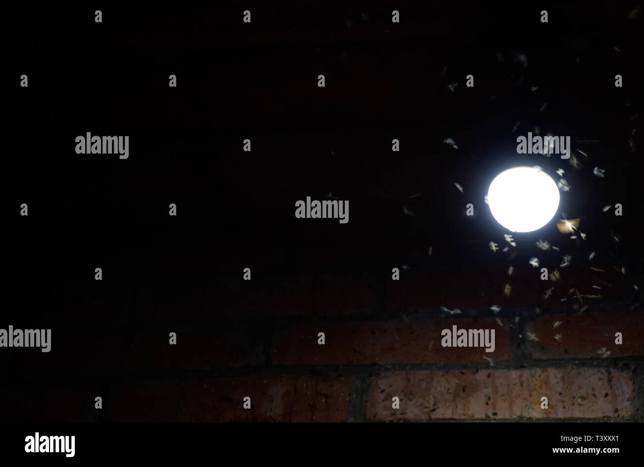 Night insects at a bulb. Attraction of insects light Stock Photo - Alamy