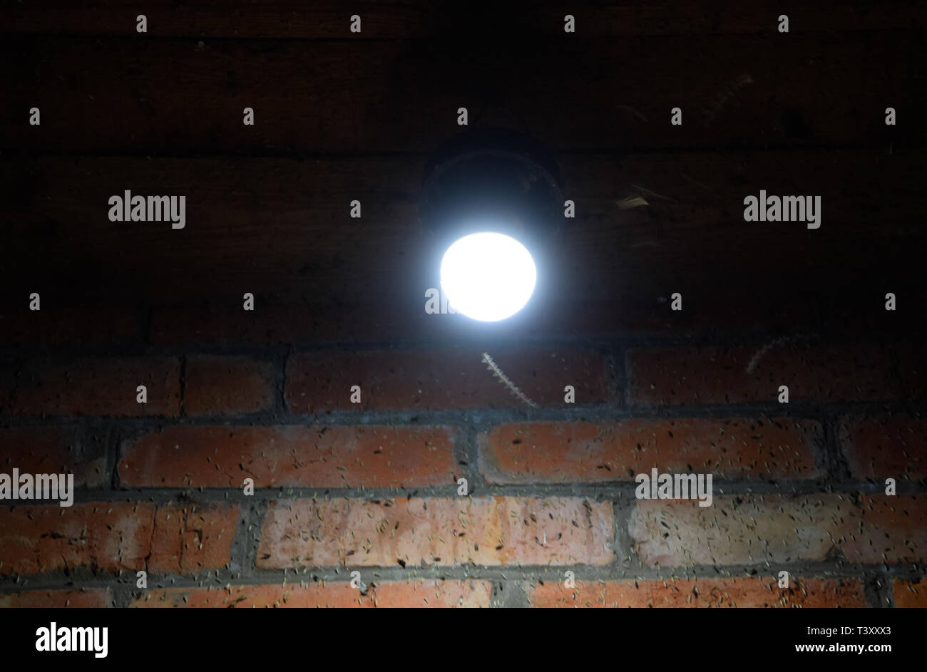 Night insects at a bulb. Attraction of insects light Stock Photo - Alamy