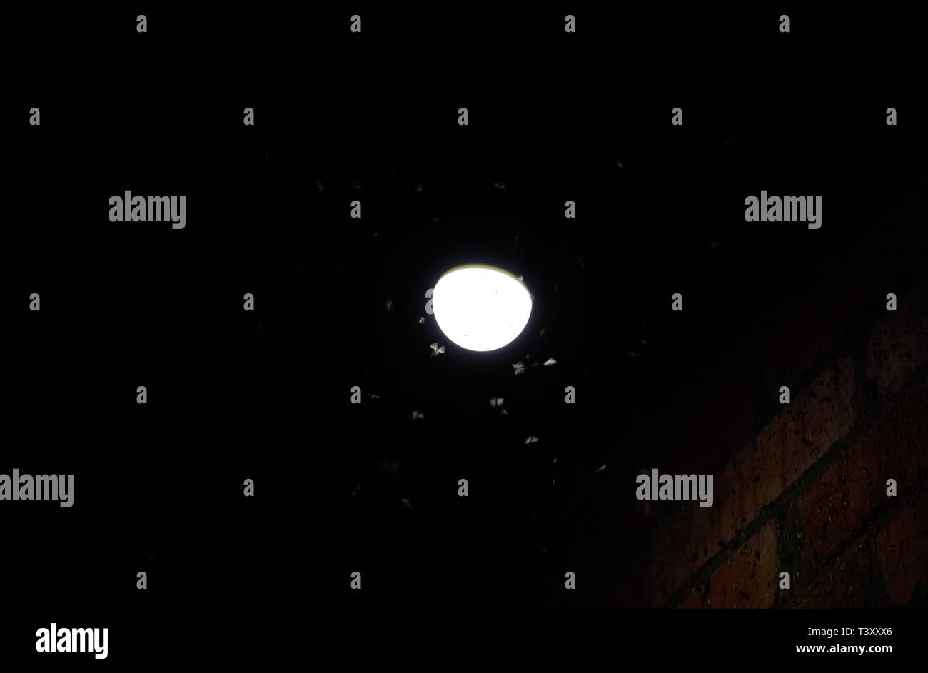 Night insects at a bulb. Attraction of insects light Stock Photo - Alamy
