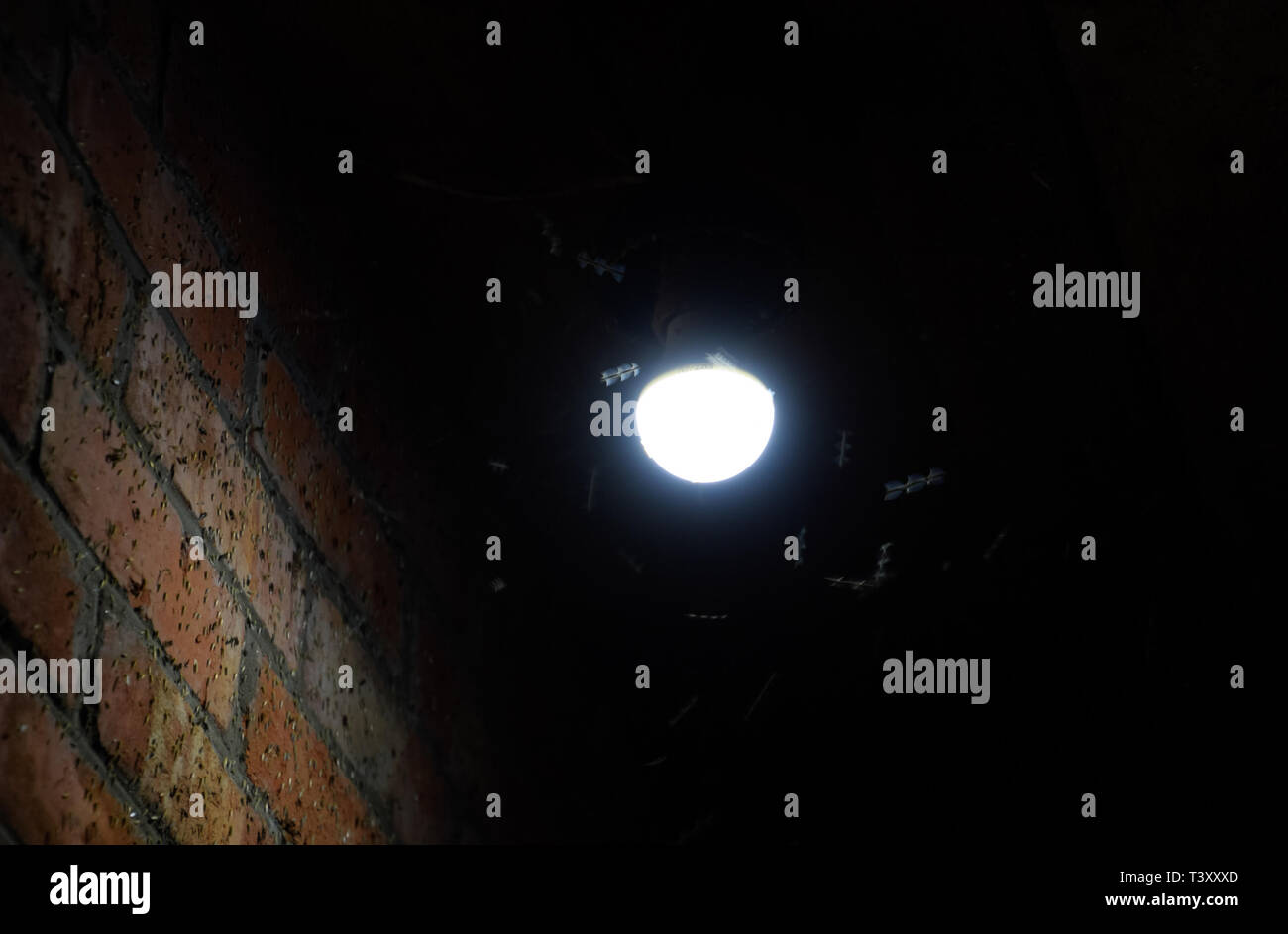 Night insects at a bulb. Attraction of insects light Stock Photo - Alamy