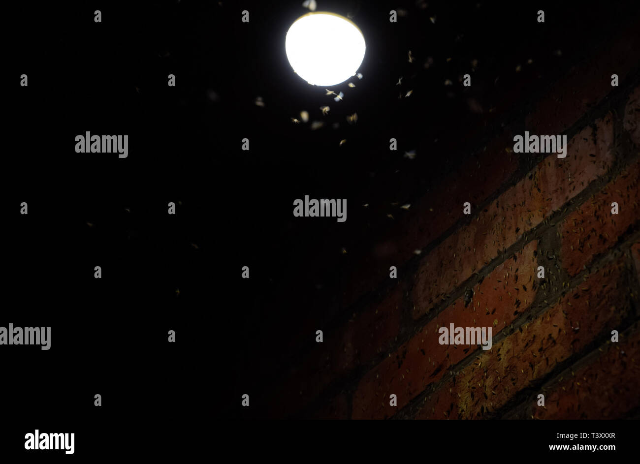 Night insects at a bulb. Attraction of insects light Stock Photo - Alamy