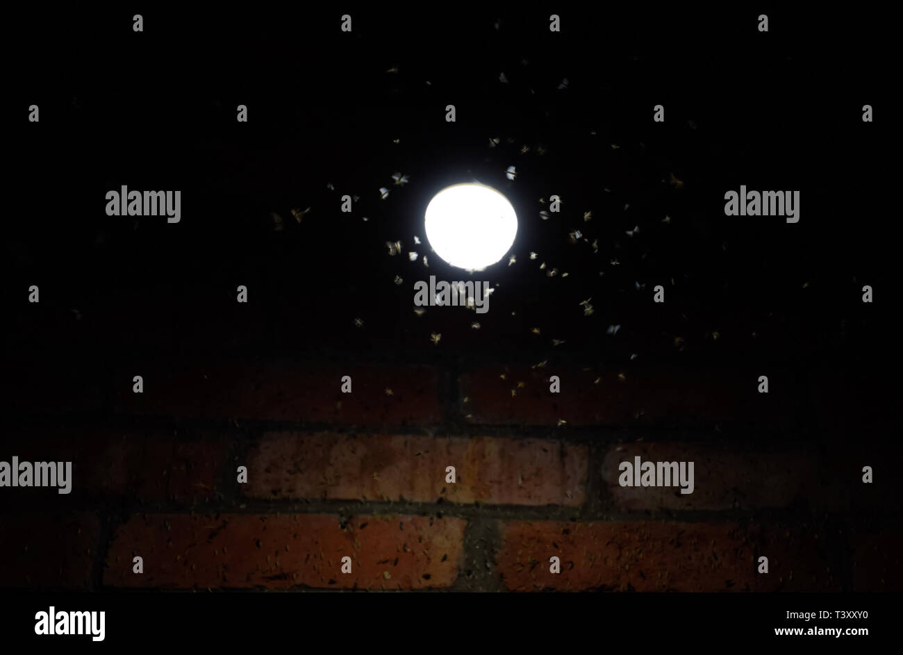 Night insects at a bulb. Attraction of insects light Stock Photo - Alamy