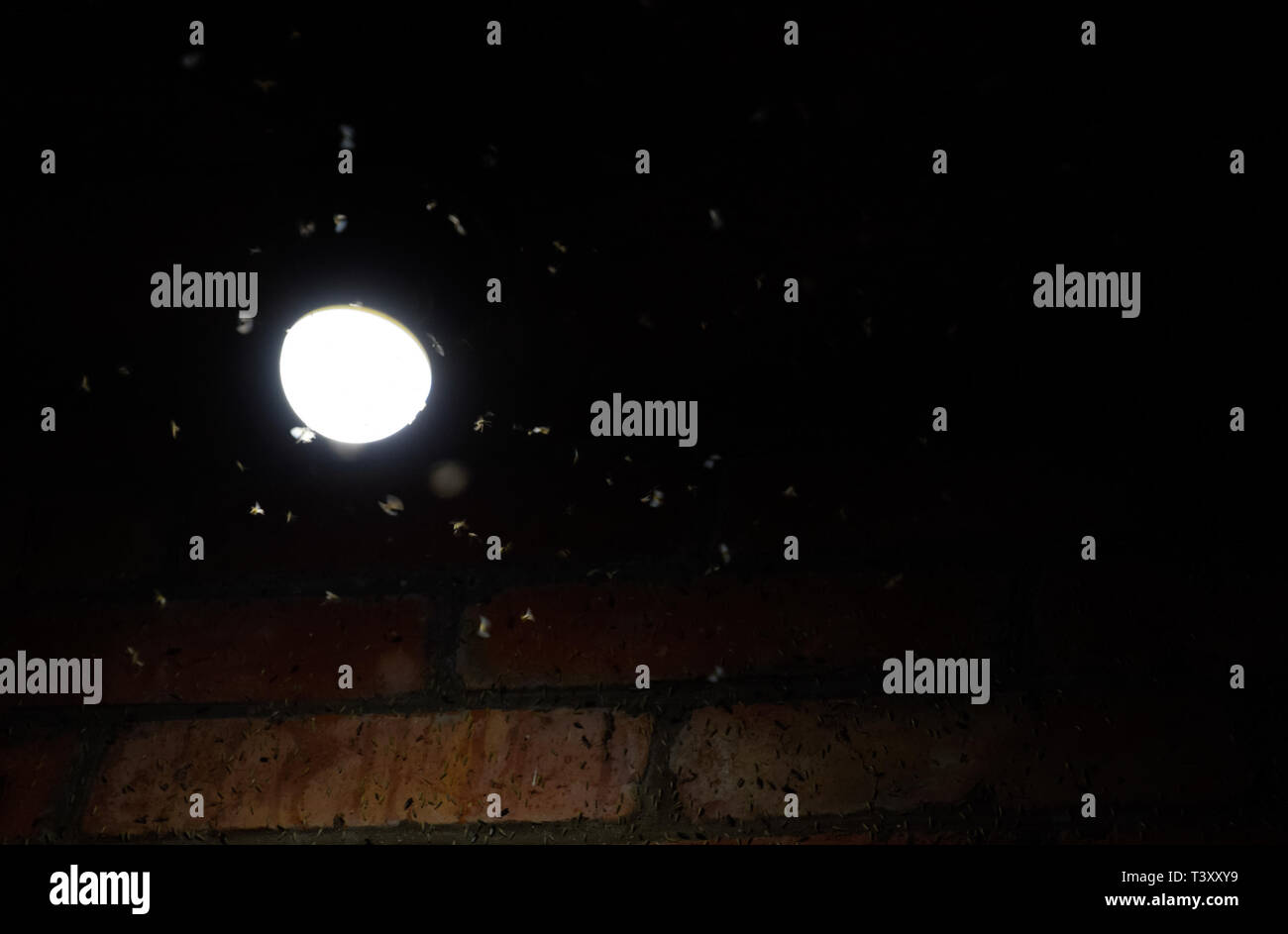 Night insects at a bulb. Attraction of insects light Stock Photo - Alamy