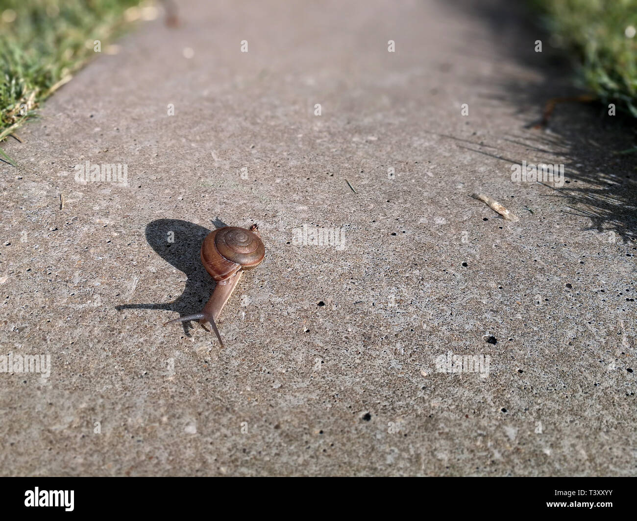 Curious snail crawling on concrete asphalt road Stock Photo - Alamy
