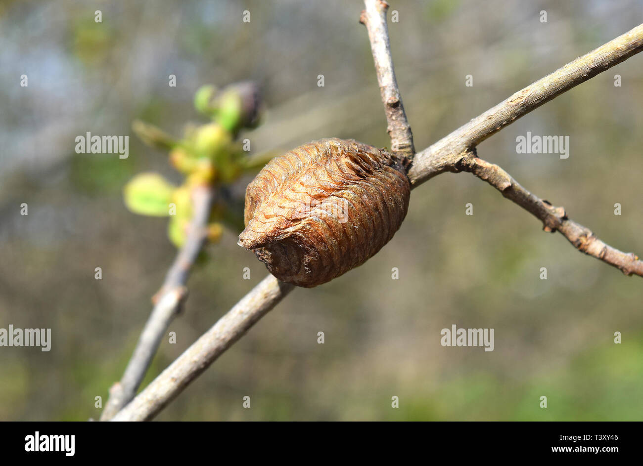 Praying Mantis Egg Sack