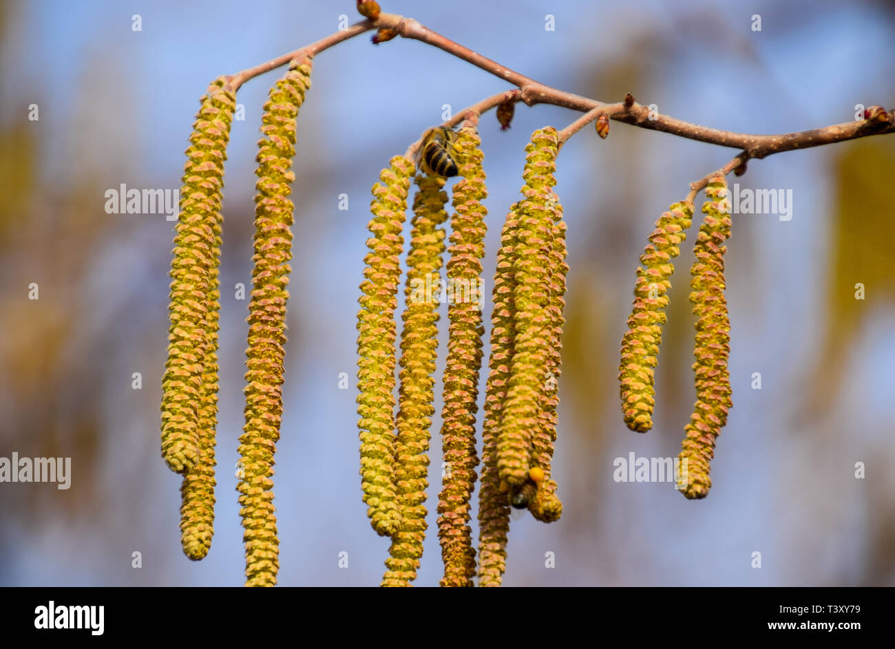 Pollination by bees earrings hazelnut. Flowering hazel hazelnut. Hazel ...