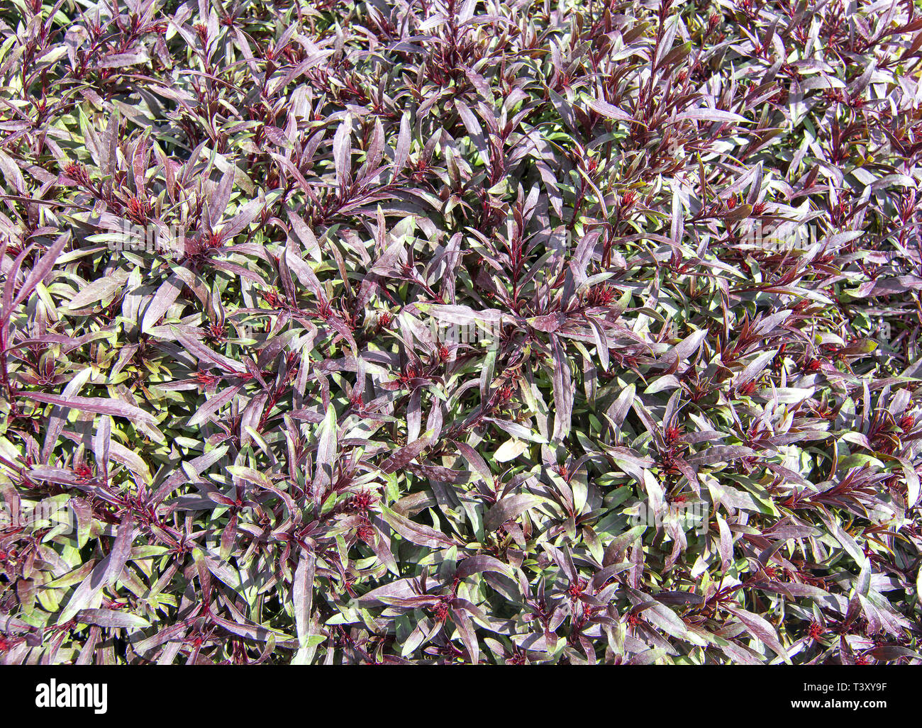 Purple gaura plant full frame. Spring garden series, Mallorca, Spain ...