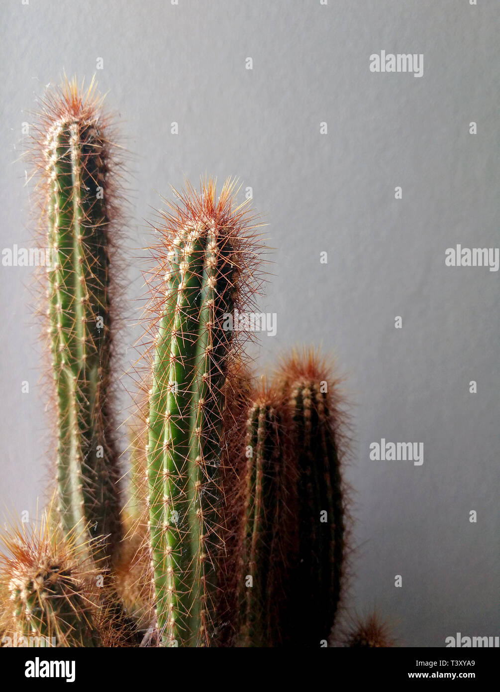 cactus flower modern interior background concept Stock Photo - Alamy