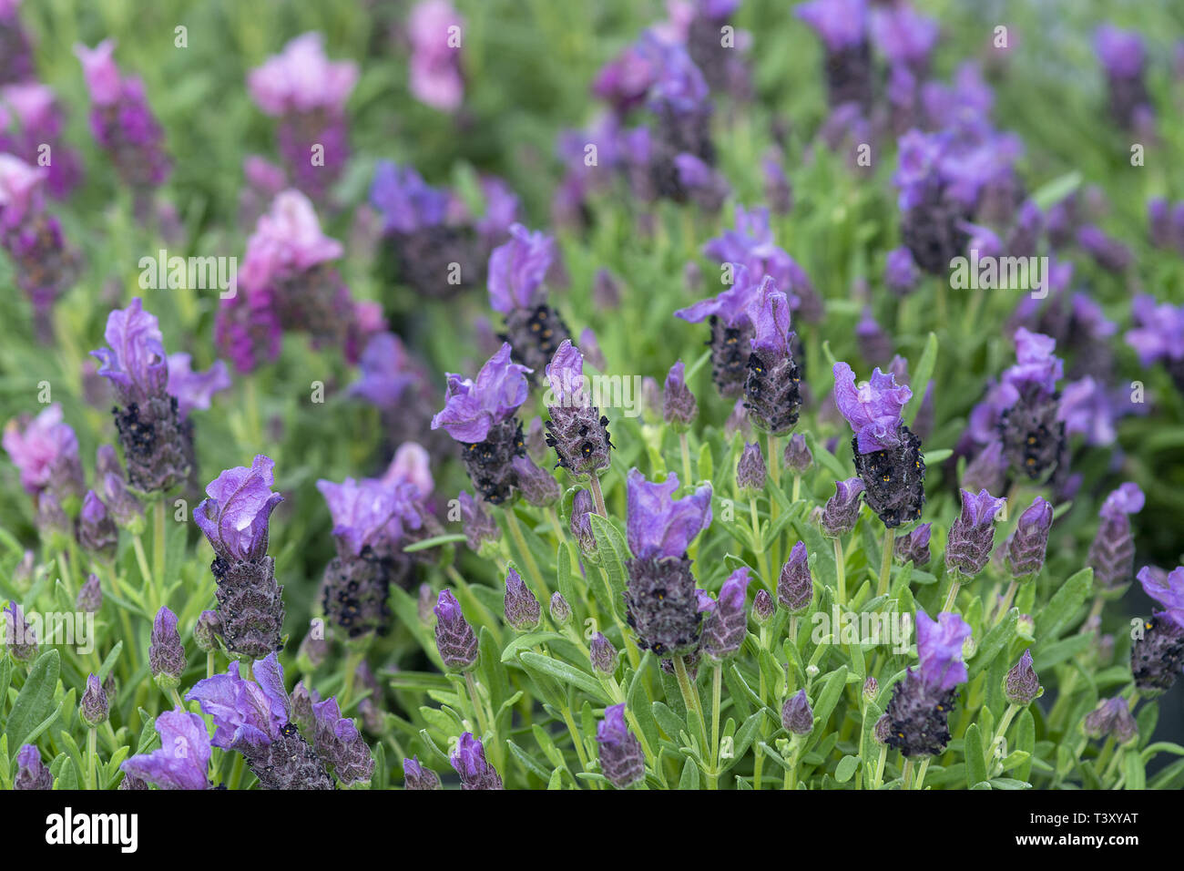 Growing lavendula hi-res stock photography and images - Alamy