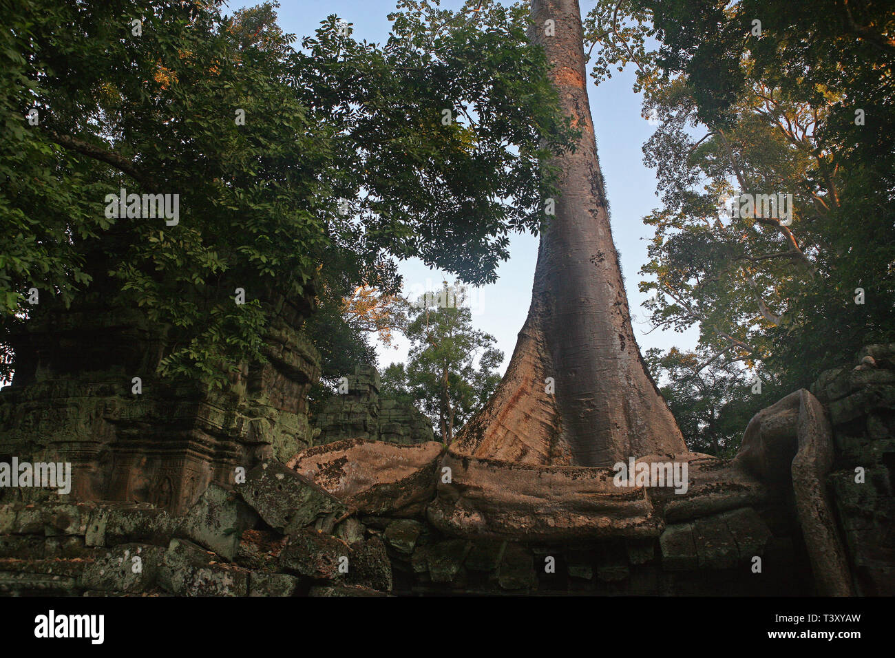 Huge tree (Tetrameles nudiflora) invading a wall of the inner courtyard ...