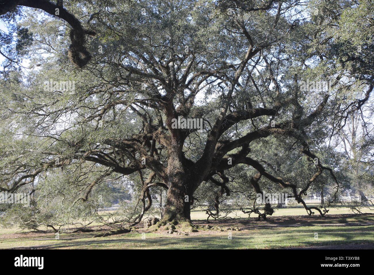 Large tree hi-res stock photography and images - Alamy