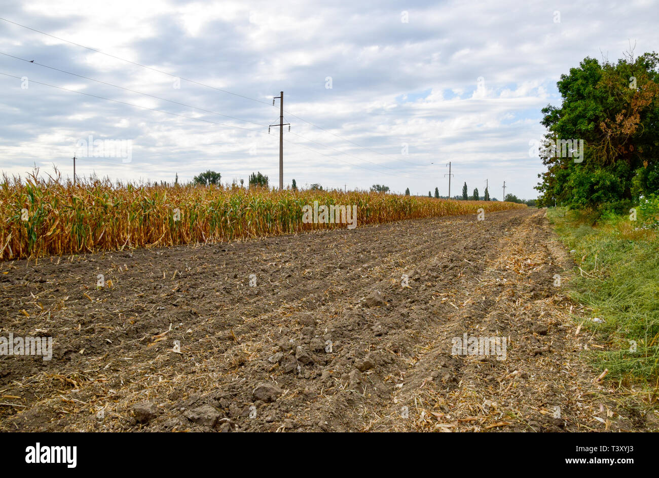 Corn stalk height hi-res stock photography and images - Alamy