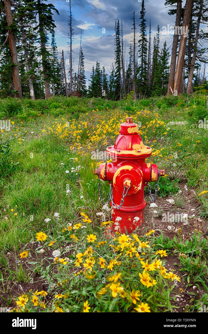 Red fire hydrant in forest Stock Photo - Alamy