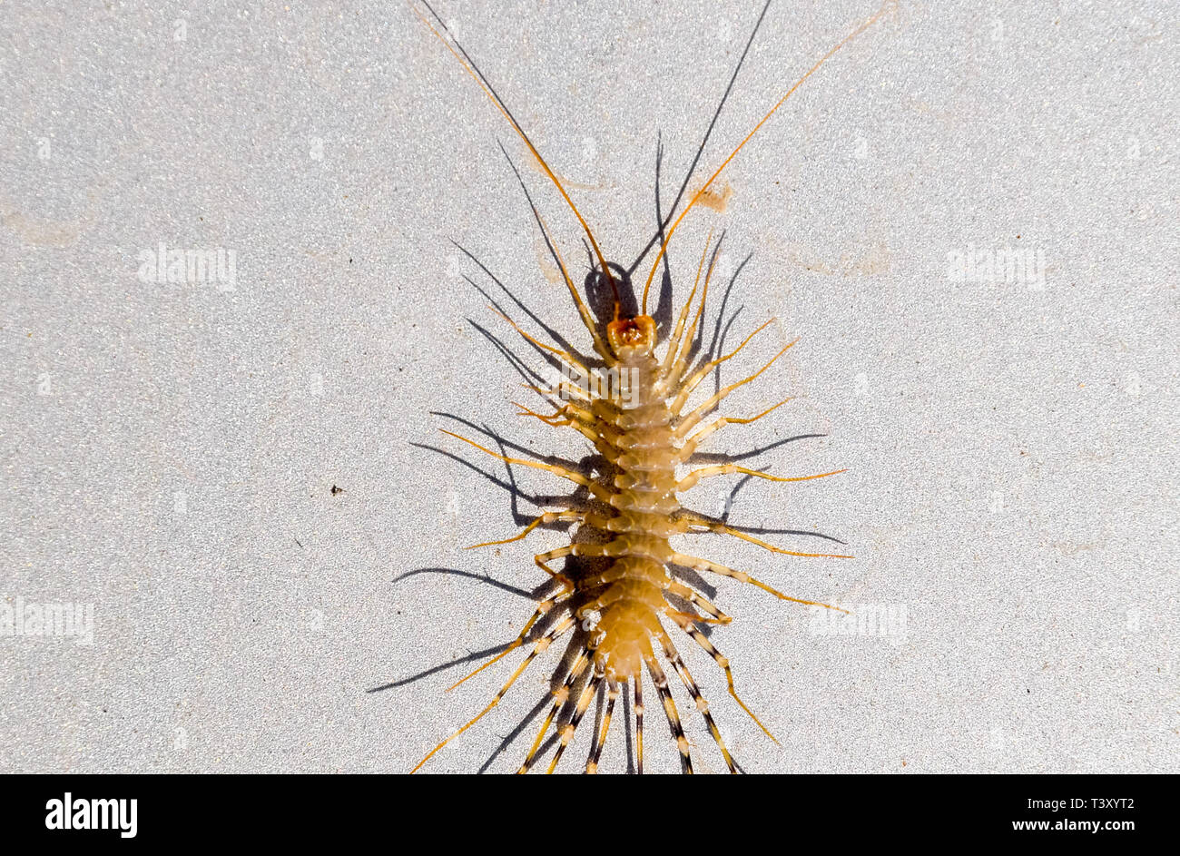 Scutigera coleoptrata. The Flycatcher. Centipede flycatcher insect ...