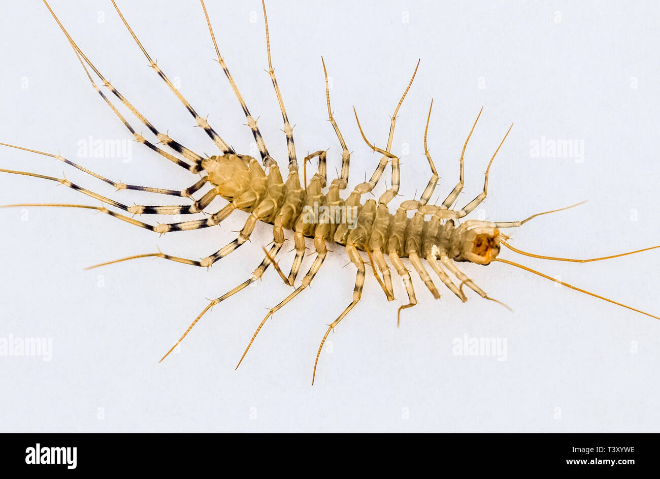 Scutigera coleoptrata. The Flycatcher. Centipede flycatcher insect ...