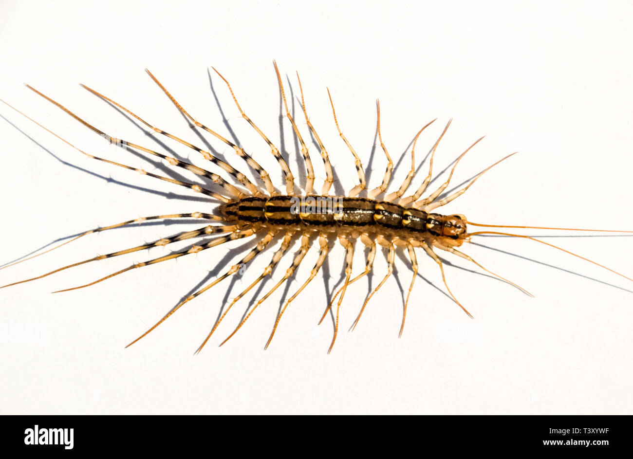 Scutigera coleoptrata. The Flycatcher. Centipede flycatcher insect ...