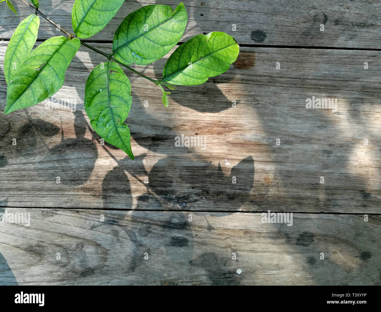 wood texture. background old panels, Abstract background, empty ...