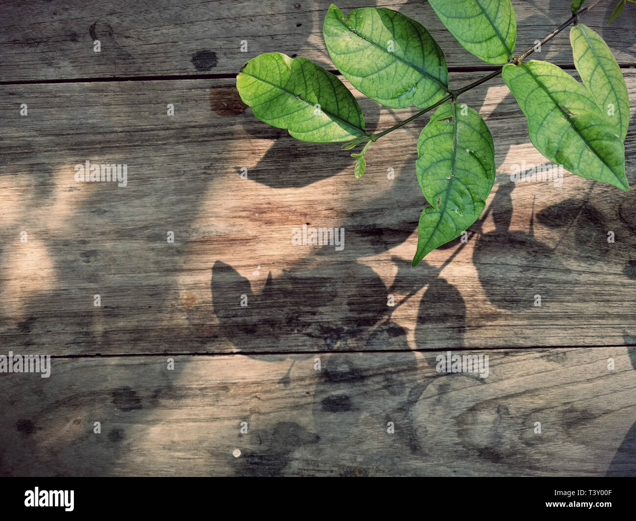 wood texture. background old panels, Abstract background, empty ...