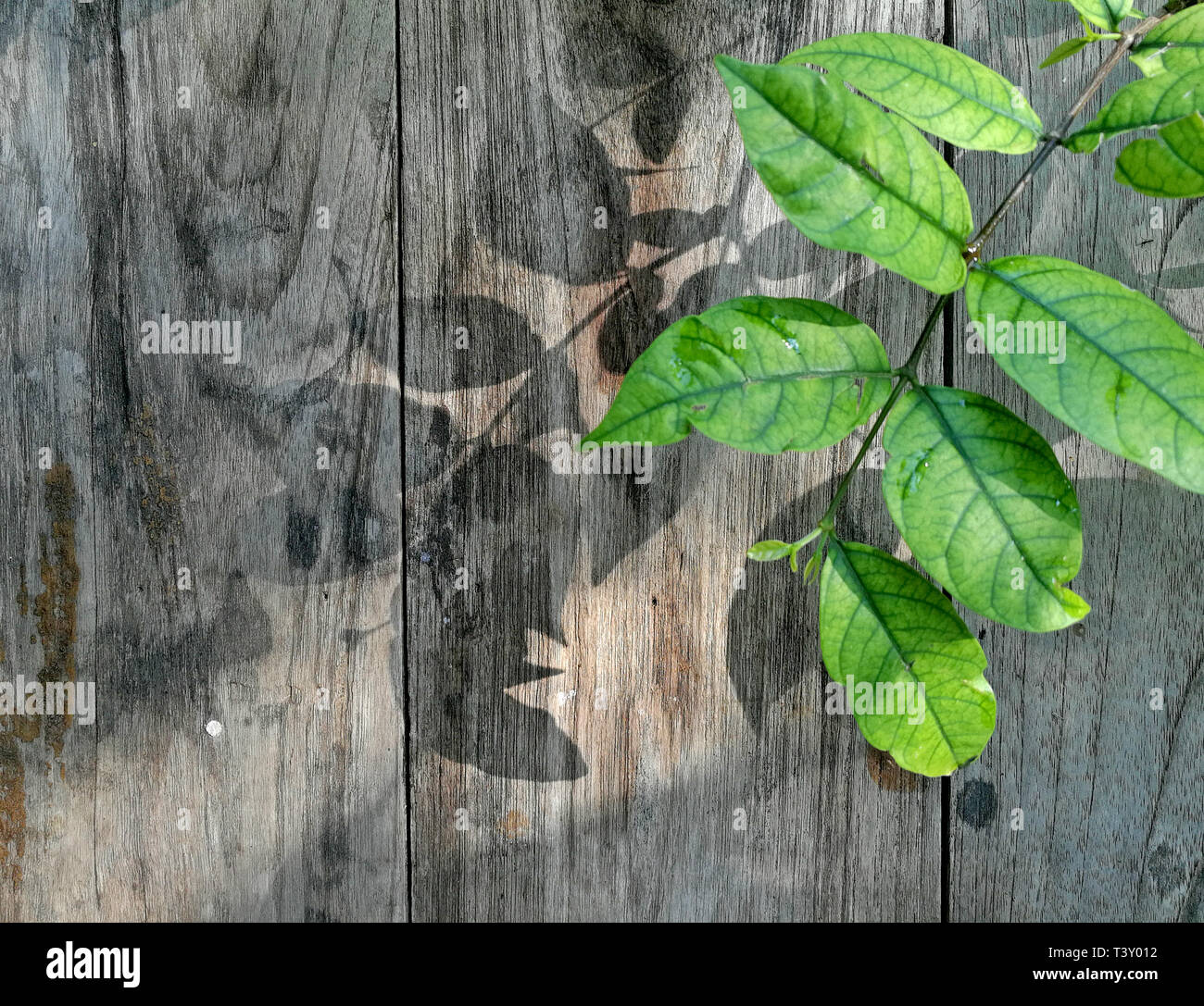 wood texture. background old panels, Abstract background, empty ...