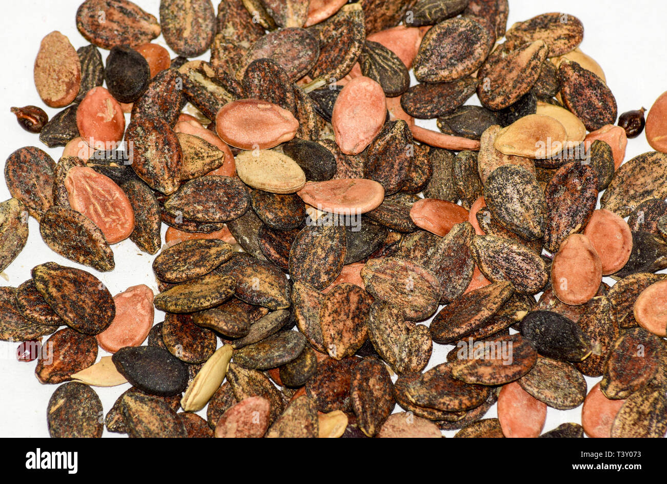 Seeds of watermelon on a white background. watermelon seeds for sowing ...