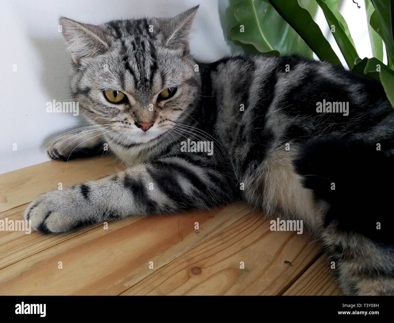 Cat relaxing on the couch in colorful blur background, cute funny cat ...