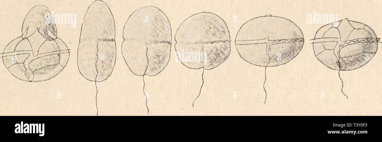 Vierteilung hi-res stock photography and images - Alamy