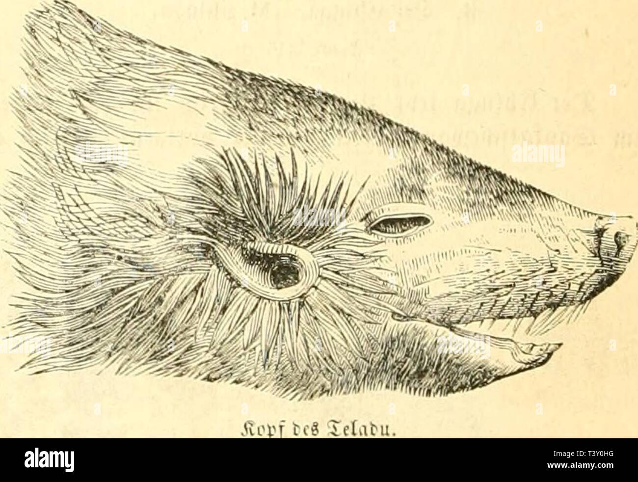 Archive image from page 217 of Die Naturgeschichte des Thierreichs ...