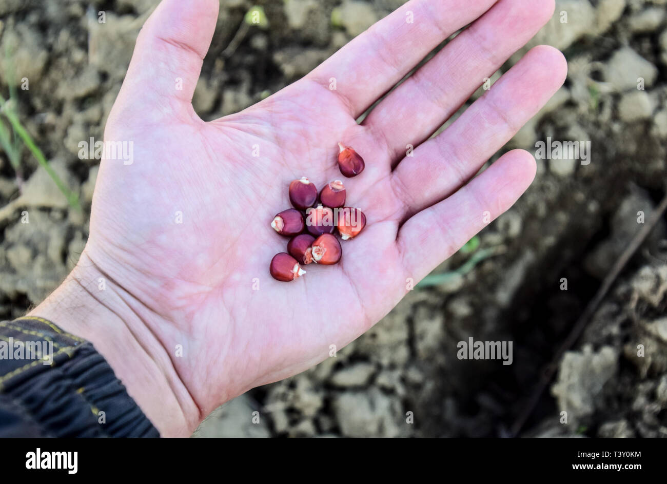 Sowing of maize out of hand. Manual planting of corn in the garden ...