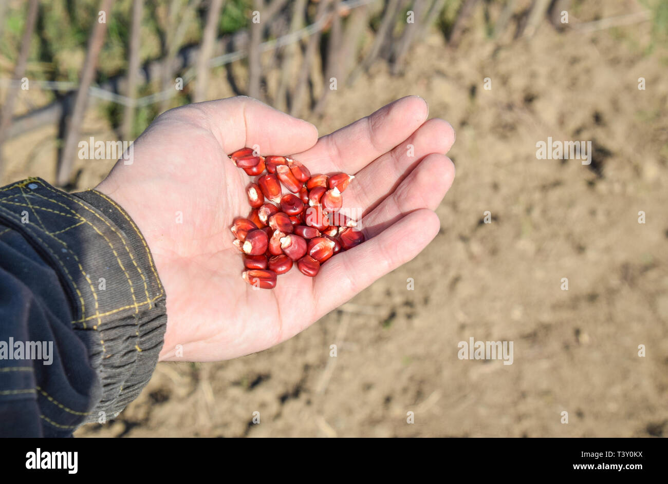 Sowing of maize out of hand. Manual planting of corn in the garden ...