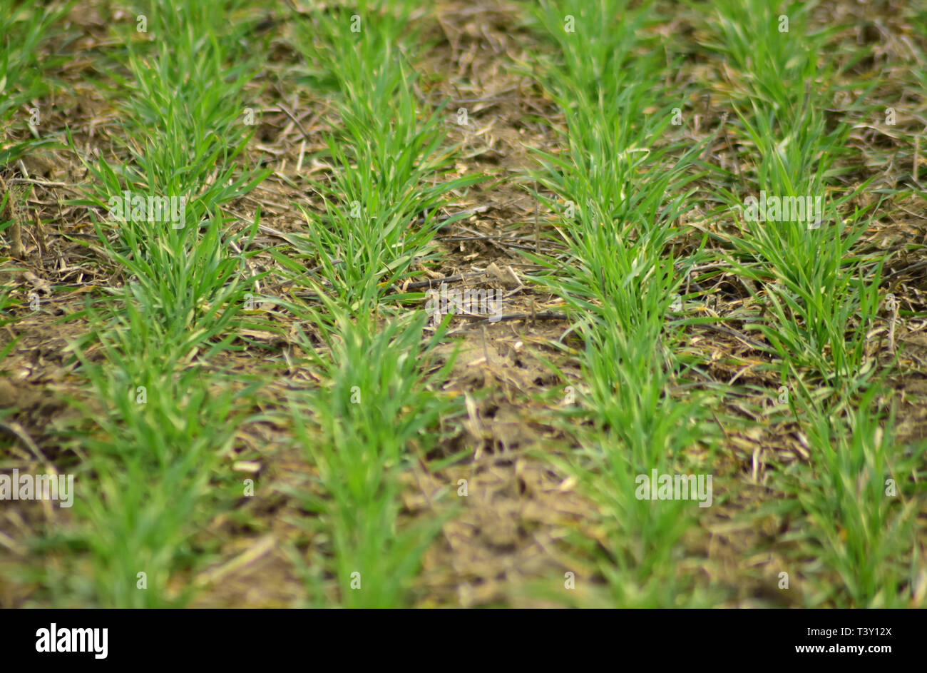 Spring winter wheat field. Shoots of wheat in a field on the ground ...