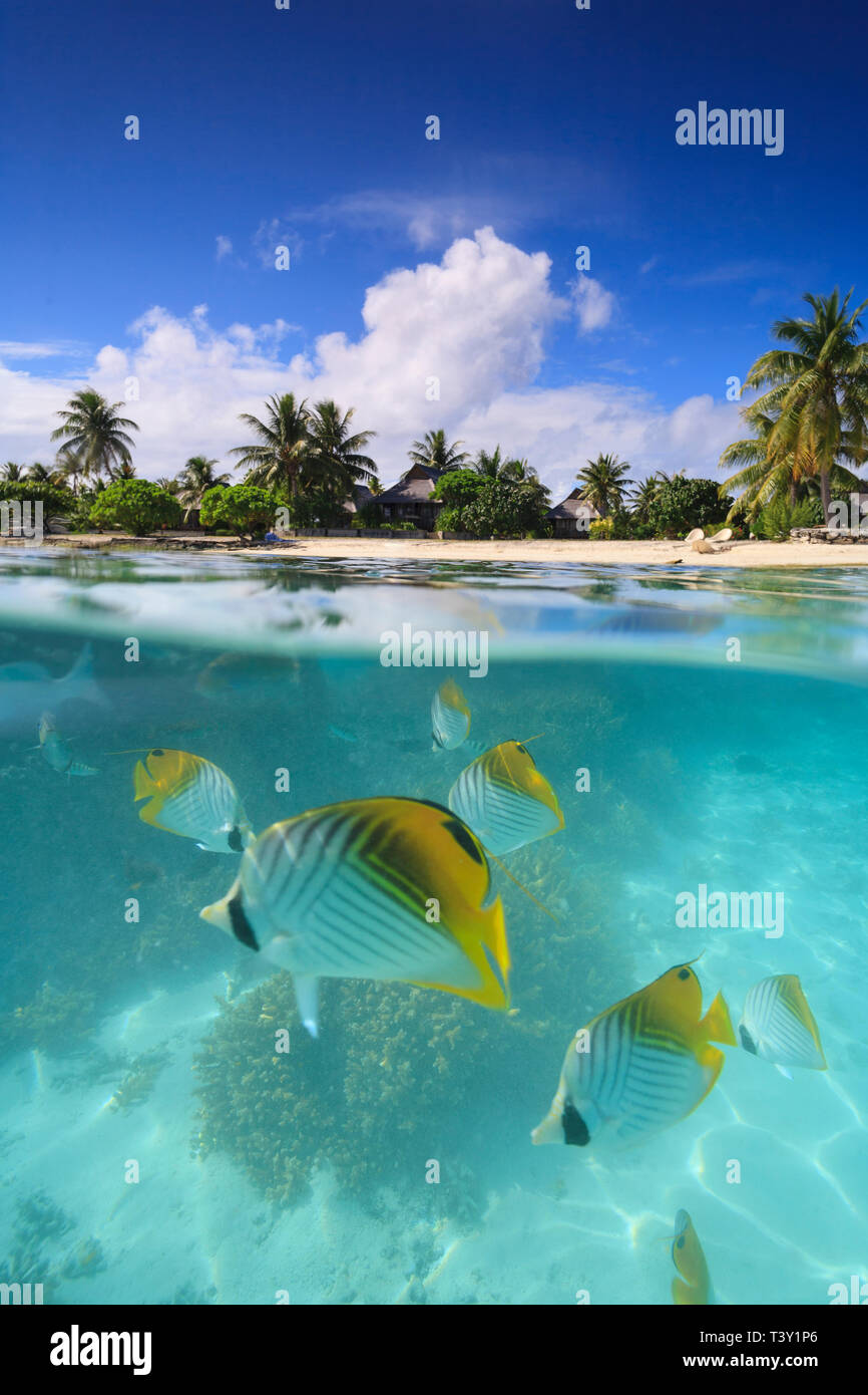 Tropical Beaches With Fish