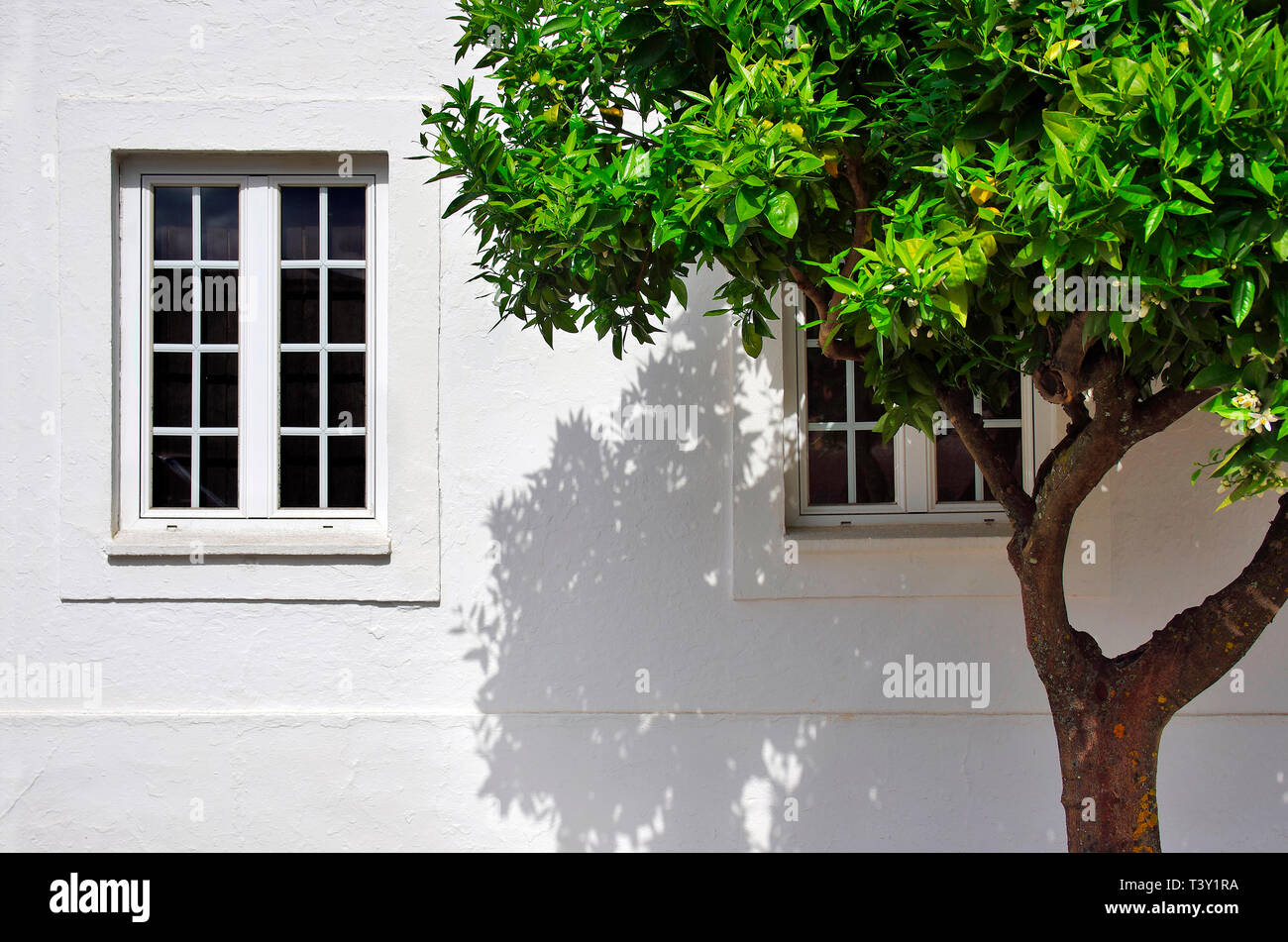 Tree growing outside house Stock Photo - Alamy