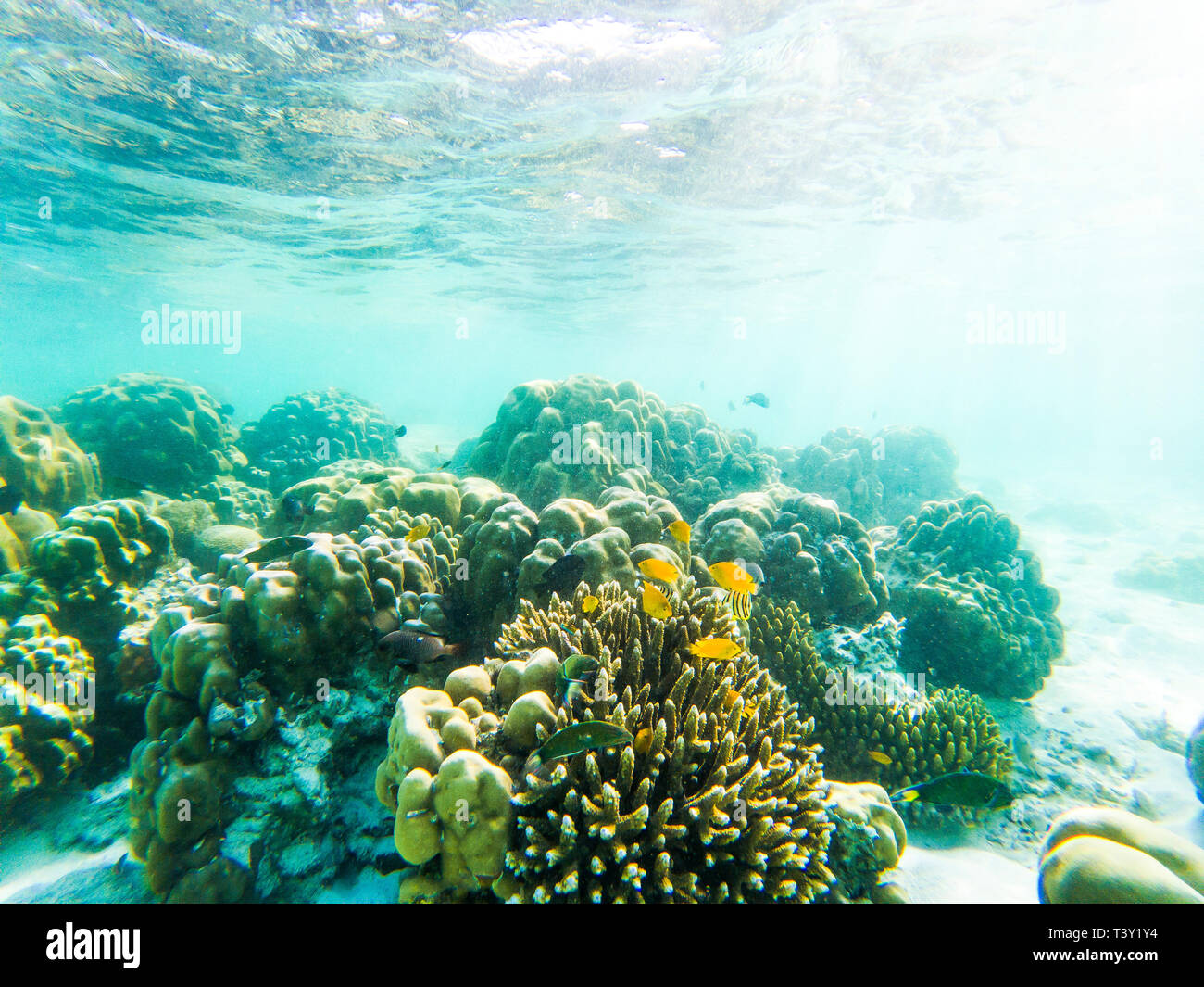 underwater marine life on coral reefs Stock Photo - Alamy