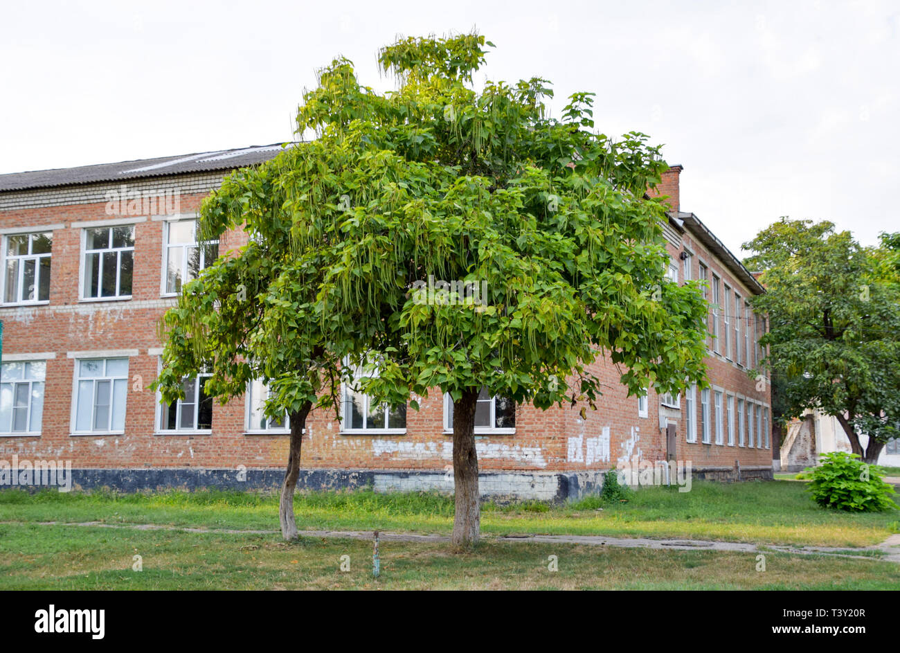 The cigar tree Catalpa bignonioides in the parks tree Stock Photo - Alamy