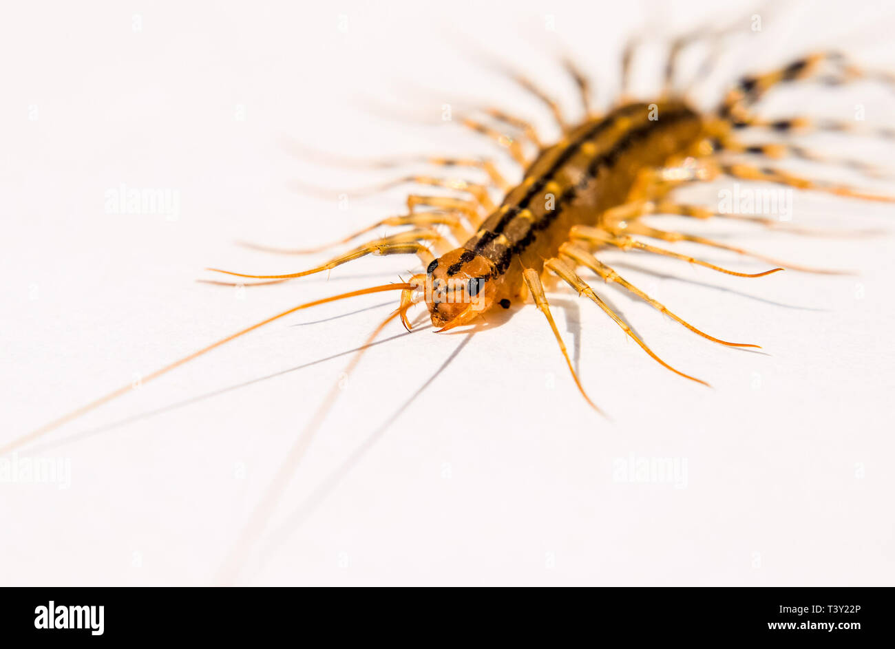 The Flycatcher. Centipede flycatcher, insect predator Scutigera ...