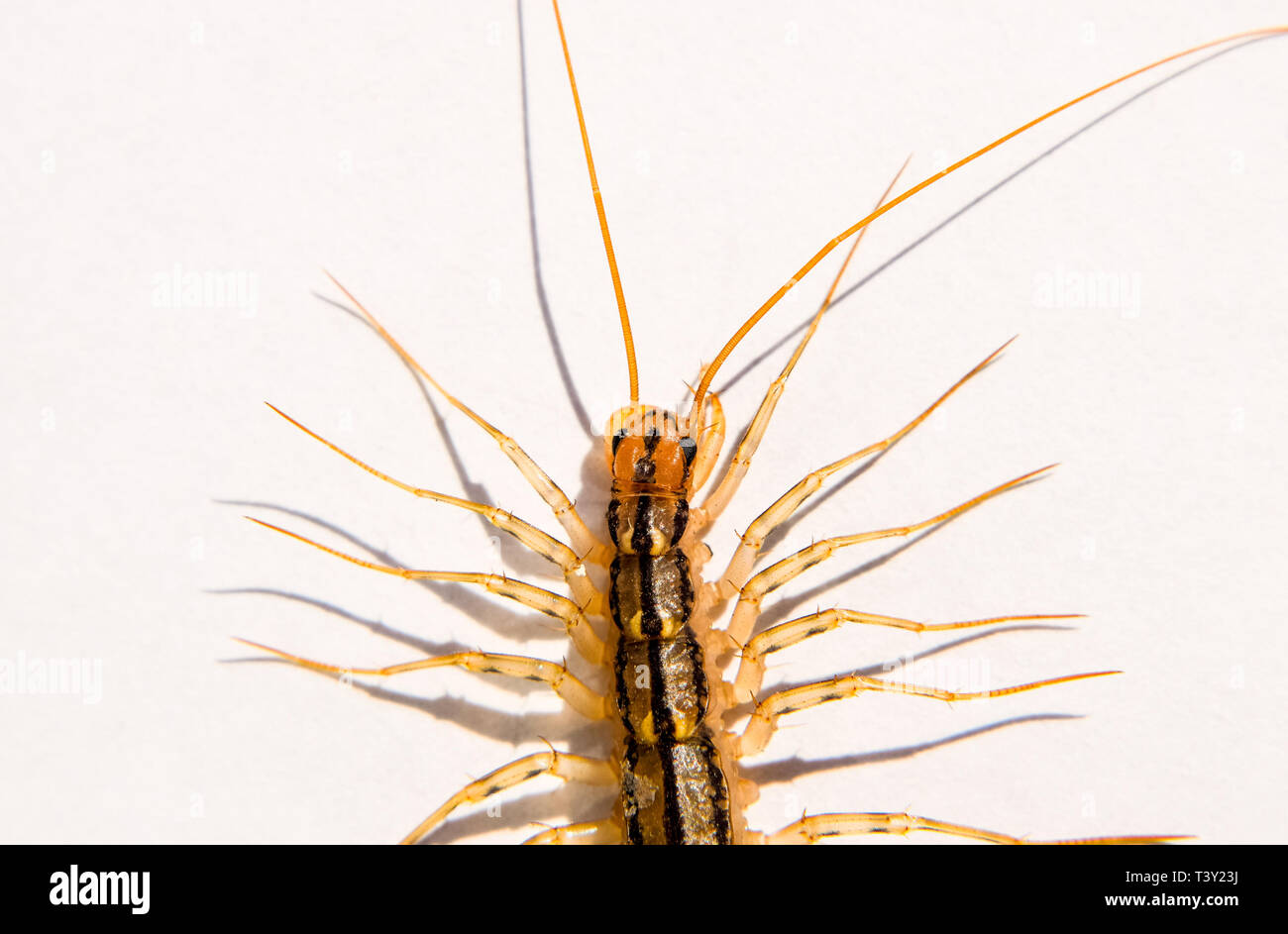 The Flycatcher. Centipede flycatcher, insect predator Scutigera ...